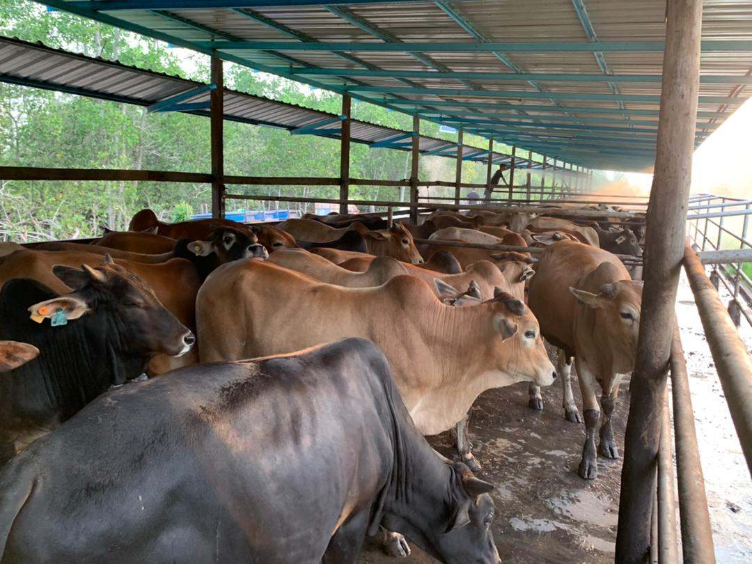 48 ekor lembu, kambing hilang di Melaka - Utusan Digital 48 ekor lembu, kambing hilang di Melaka - Utusan Digital
