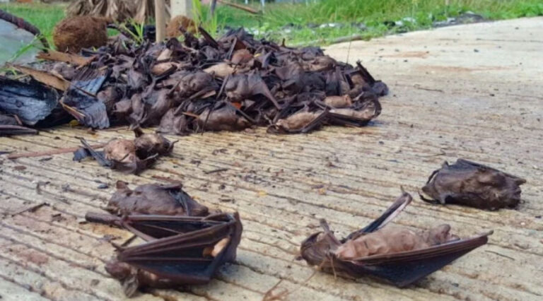 Makin ramai rakyat Thailand makan kelawar