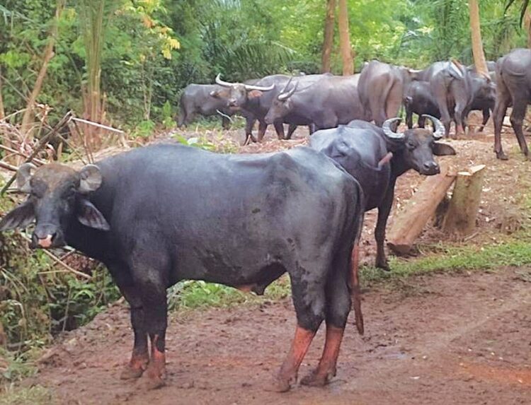 Kerbau, lembu 'kuasai’ jalan di sekitar Dengkil - Utusan Malaysia