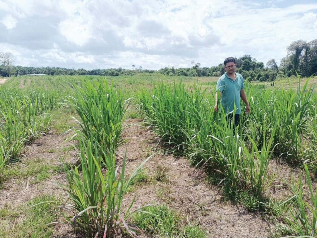 Tanaman rumput napier terjejas - Utusan Malaysia