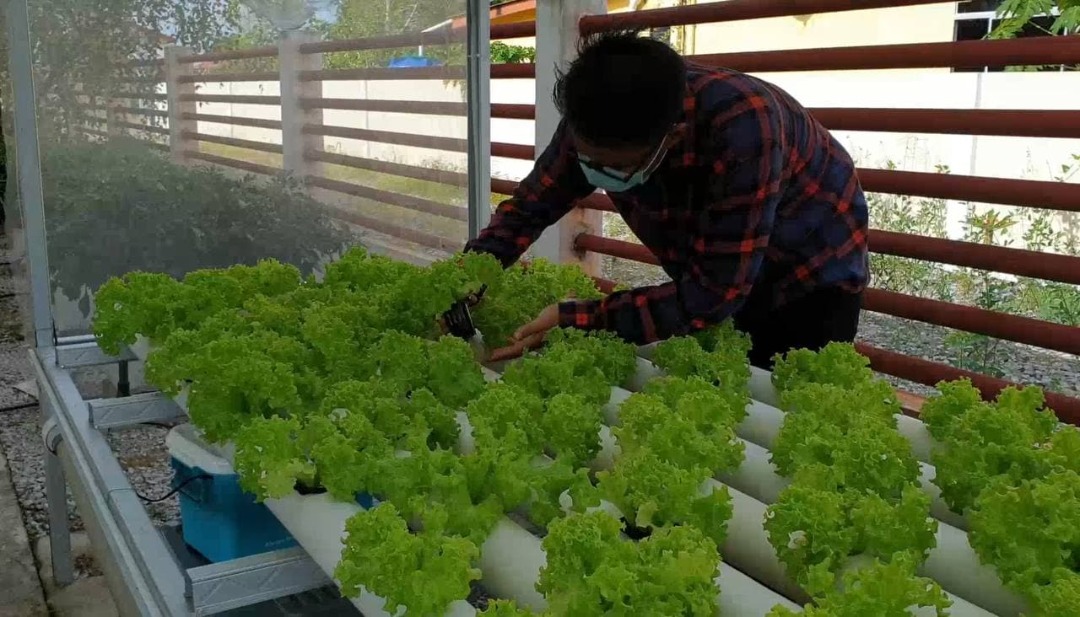 Teknik kabus subur tanaman - Utusan Malaysia