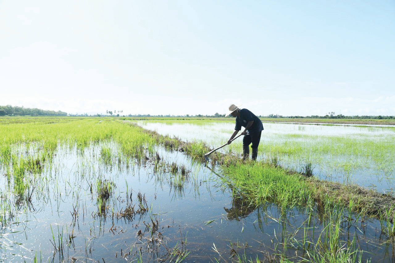 Pesawah lega bendang kembali dipenuhi air - Utusan Malaysia