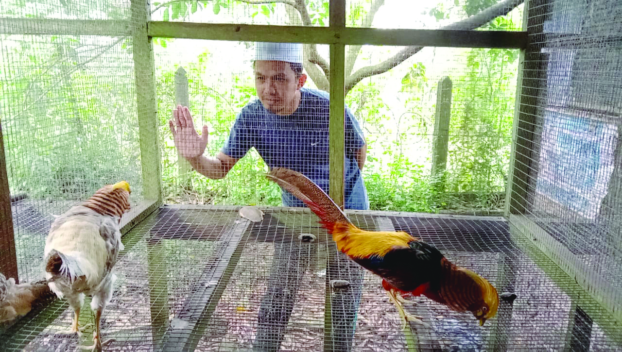 Berhenti kerja pilih jadi penternak - Utusan Malaysia