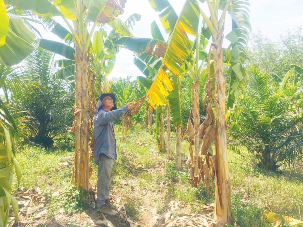 Tumbesaran pisang terbantut, petani kerugian RM100,000 - Utusan Malaysia