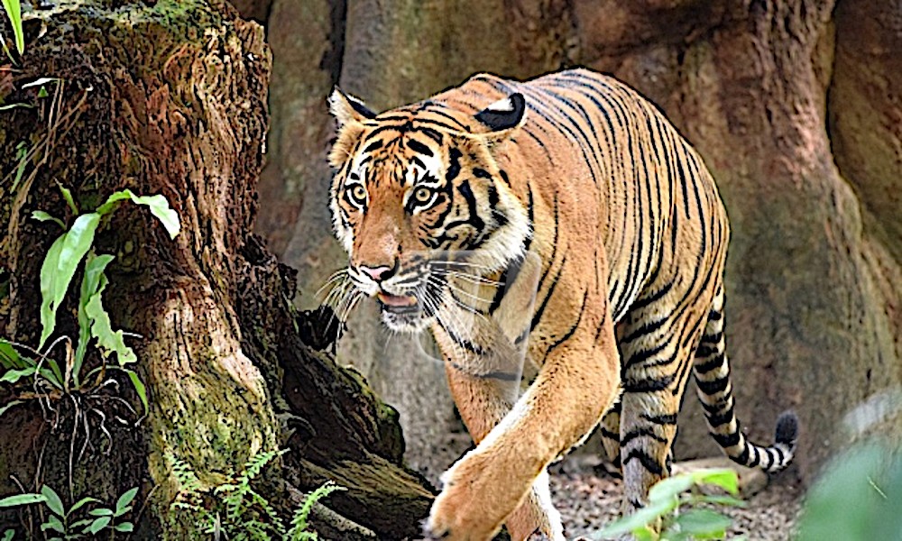 ‘Harimau’ terima dana - Utusan Malaysia