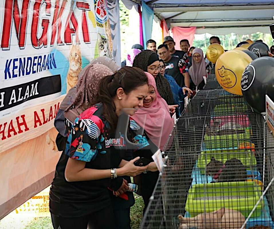Program Kucing Angkat pupuk rasa kasih kepada haiwan - Utusan Malaysia