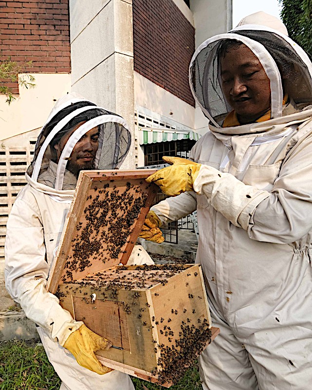 Pindah serangga pendebunga untuk kelestarian alam sekitar - Utusan Malaysia