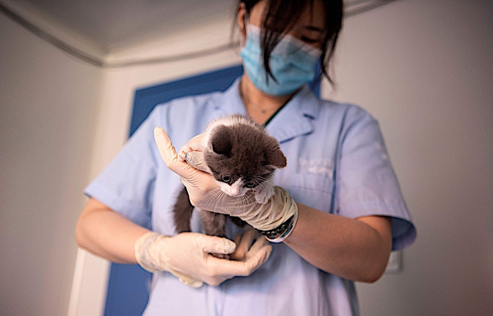 Firma China tawar khidmat klon kucing peliharaan - Utusan Malaysia