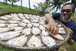 Ikan bekok pembuka selera masyarakat Kelantan - Utusan Malaysia