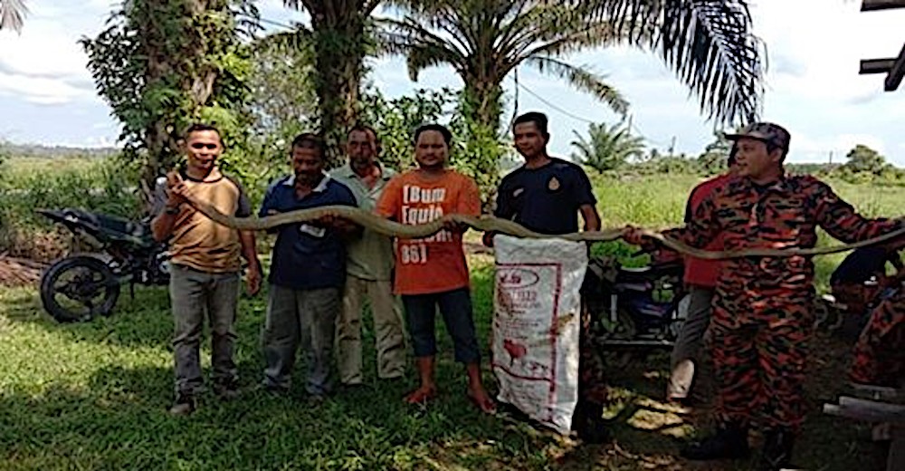 Ular tedung selar sepanjang 4.8 meter masuk kedai - Utusan Malaysia