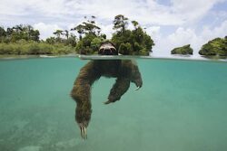 Sloth haiwan paling perlahan bergerak - Utusan Malaysia