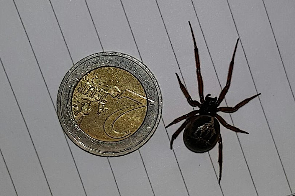 Jari berlubang akibat digigit labah-labah - Utusan Malaysia