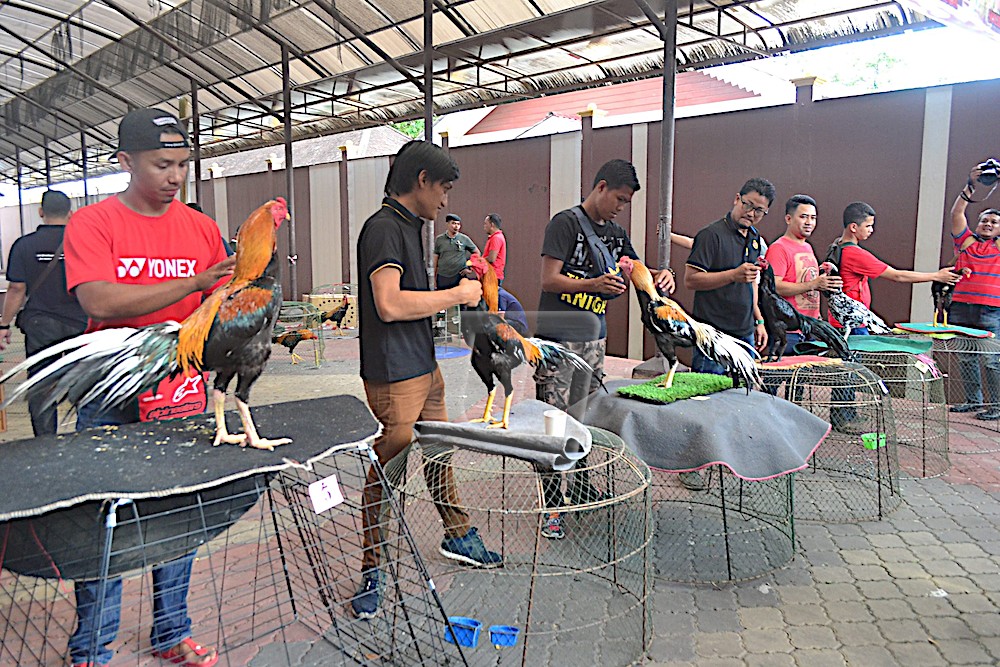 Gohan juara ayam ratu - Utusan Malaysia