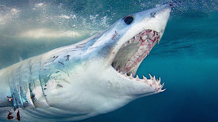 Jerung kepala bonet spesies pertama jerung makan tumbuhan - Utusan Malaysia