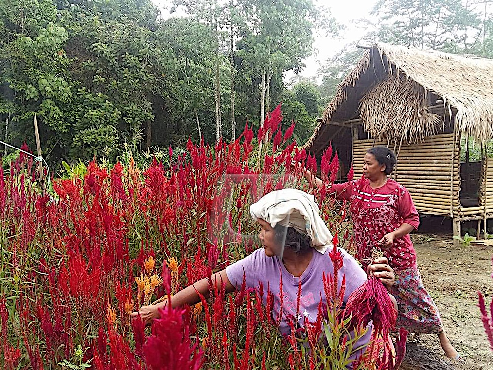 Bunga charax mampu ubati penyakit - Utusan Malaysia