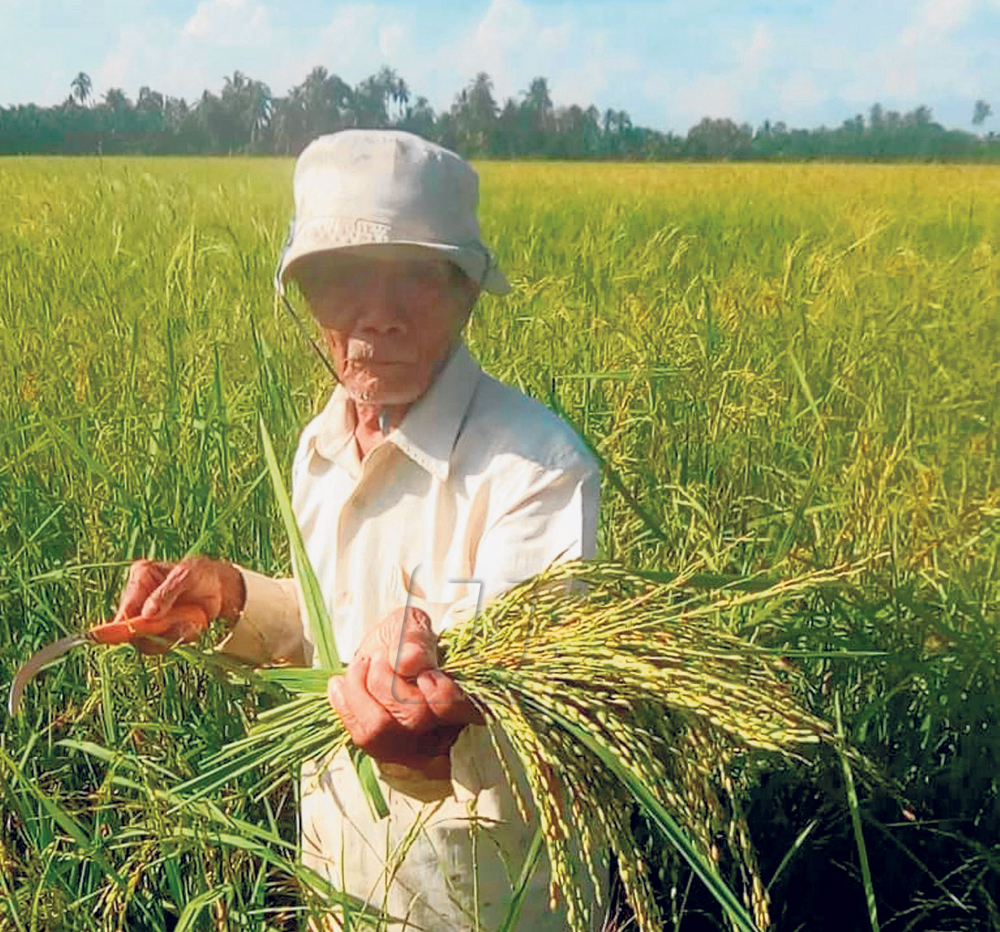Pesawah bimbang diserang padi angin - Utusan Malaysia