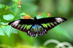 Rama-rama kebanggaan negara diancam kepupusan - Utusan Malaysia