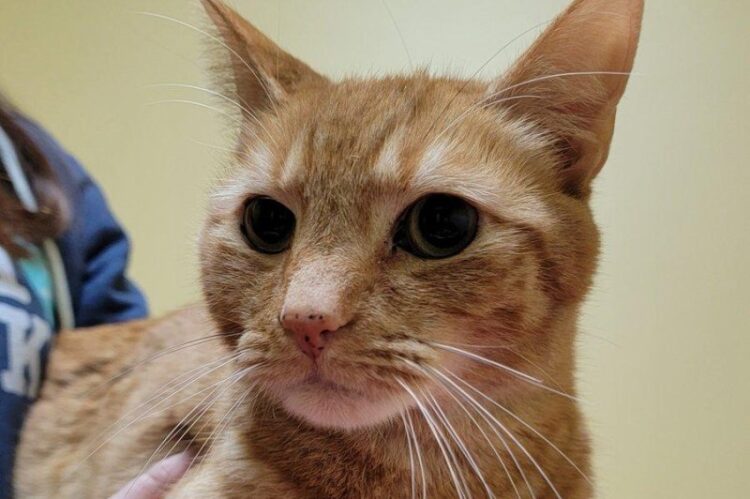 Kucing 'lari rumah' ditemukan selepas dua tahun - Utusan Malaysia