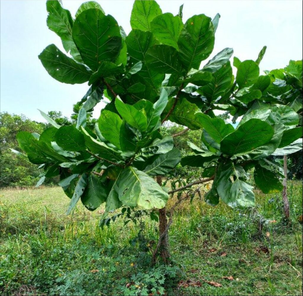 SAM desak lindungi habitat pokok malabera - Utusan Malaysia