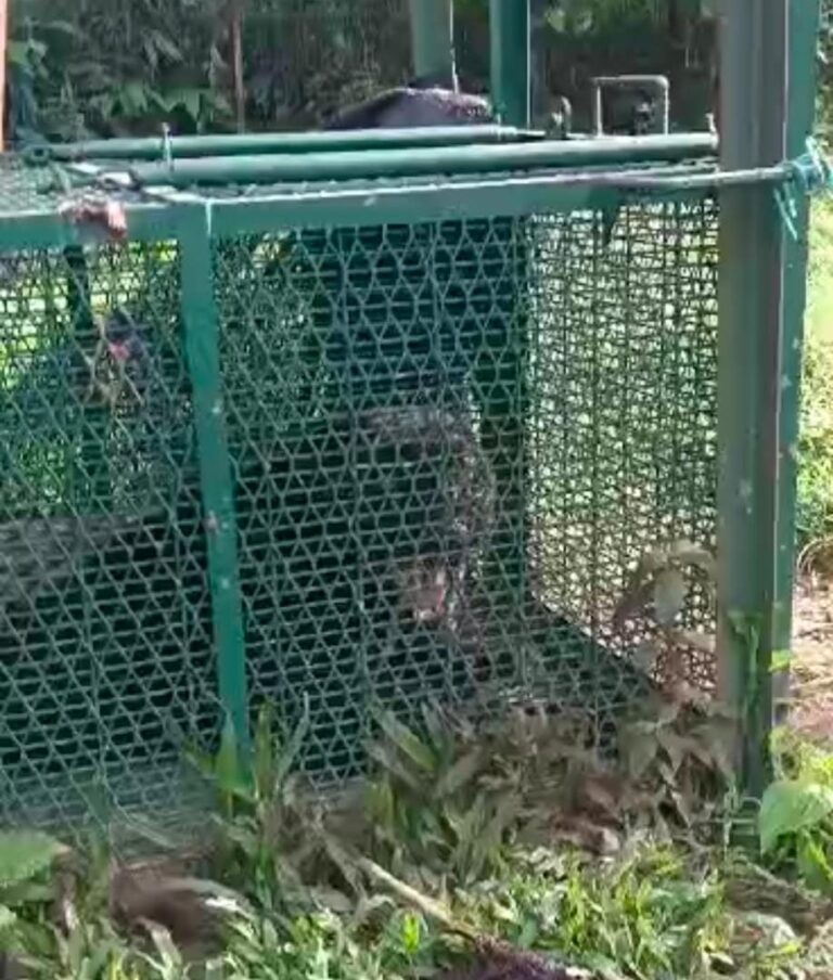 Harimau kumbang masuk perangkap Perhilitan