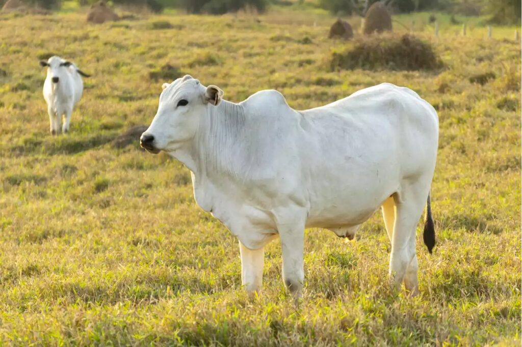 Lembu baka Nelore termahal di dunia - Utusan Malaysia