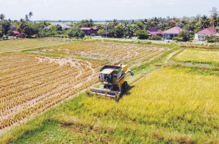 MADA mulakan penanaman padi lima kali dalam dua tahun