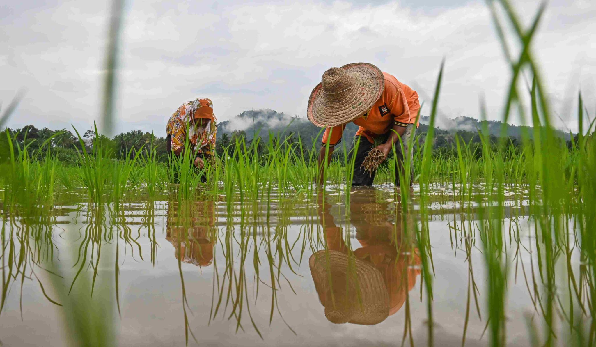 Tidak boleh jual lebih RM35 benih padi sah kepada pesawah
