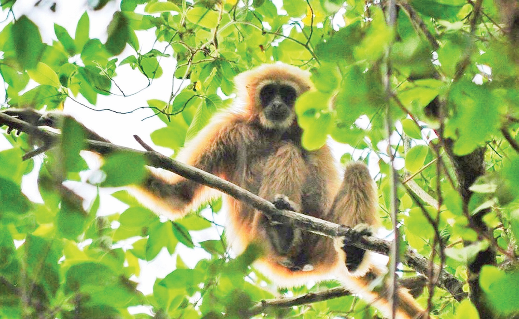 ‘Penyanyi di hutan’ ditemukan di Perlis - Utusan Malaysia