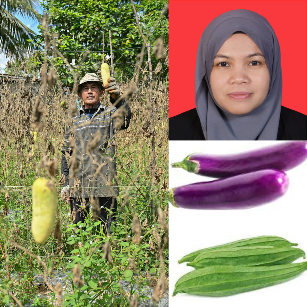 Sayur berbuah lebih sesuai ditanam pada musim panas - Utusan Malaysia
