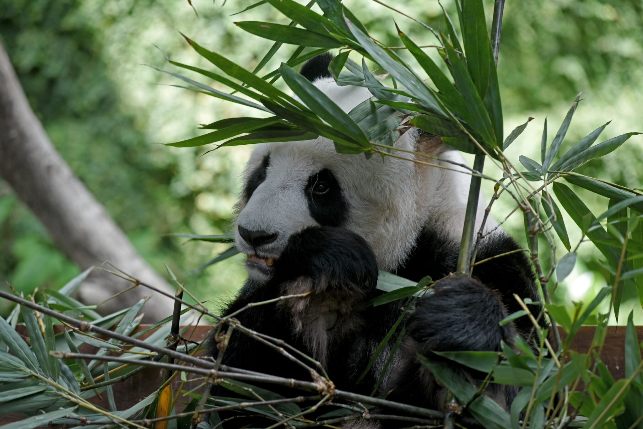 Dua anak panda gergasi pulang ke China - Utusan Malaysia
