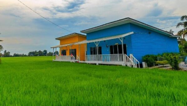 145 petak sawah padi jadi homestay, resort