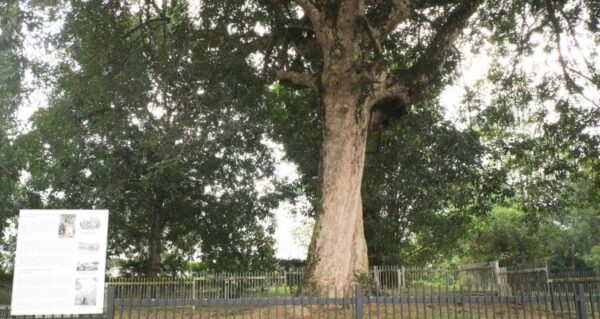 Pokok getah pertama di Negeri Sembilan kekal terpelihara