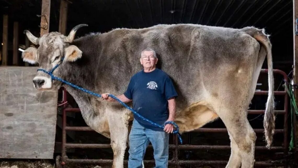 Miliki ketinggian 1.87 meter, Tommy lembu tertinggi di dunia