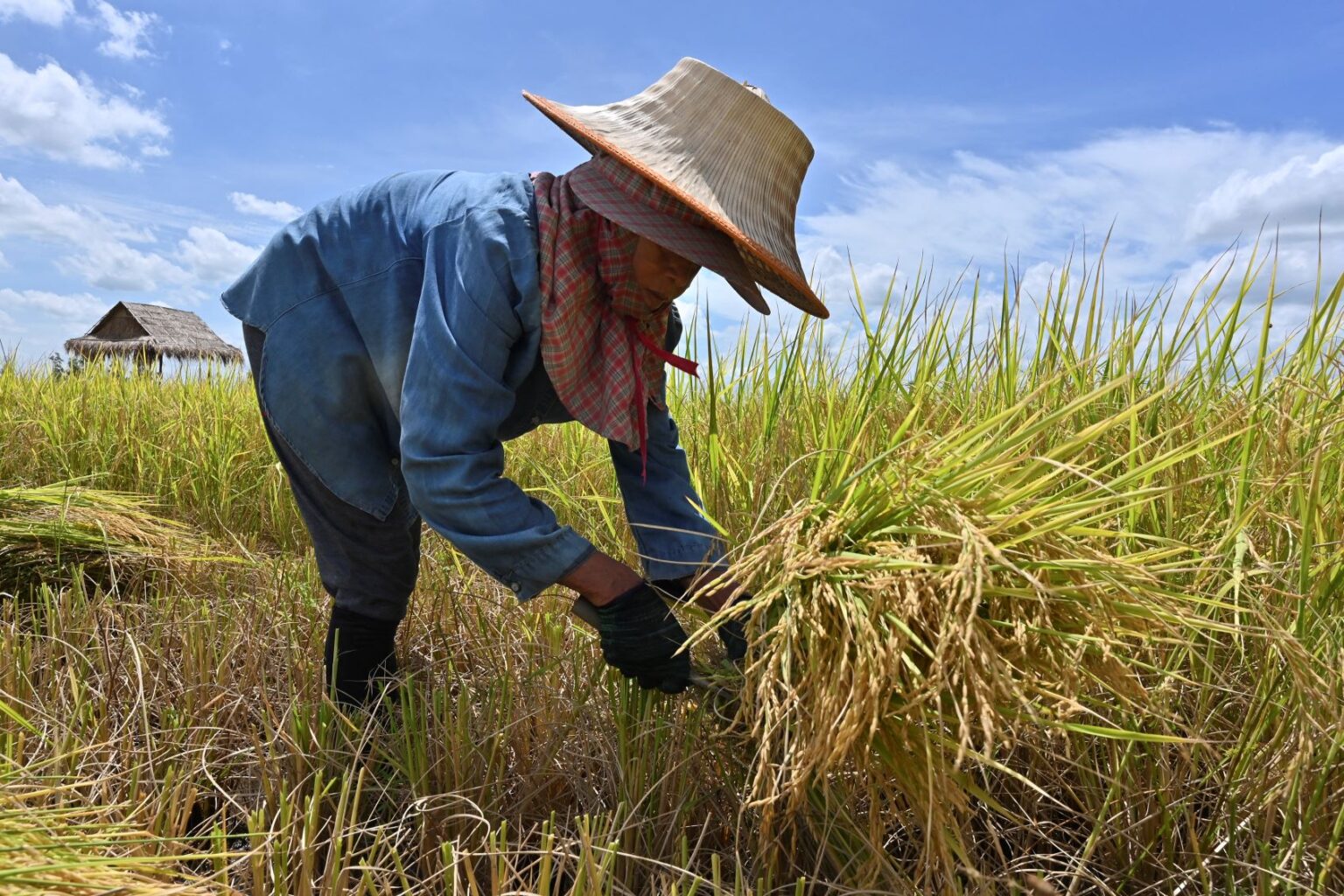 Beras Thailand naik harga: Negara untung, rakyat merana