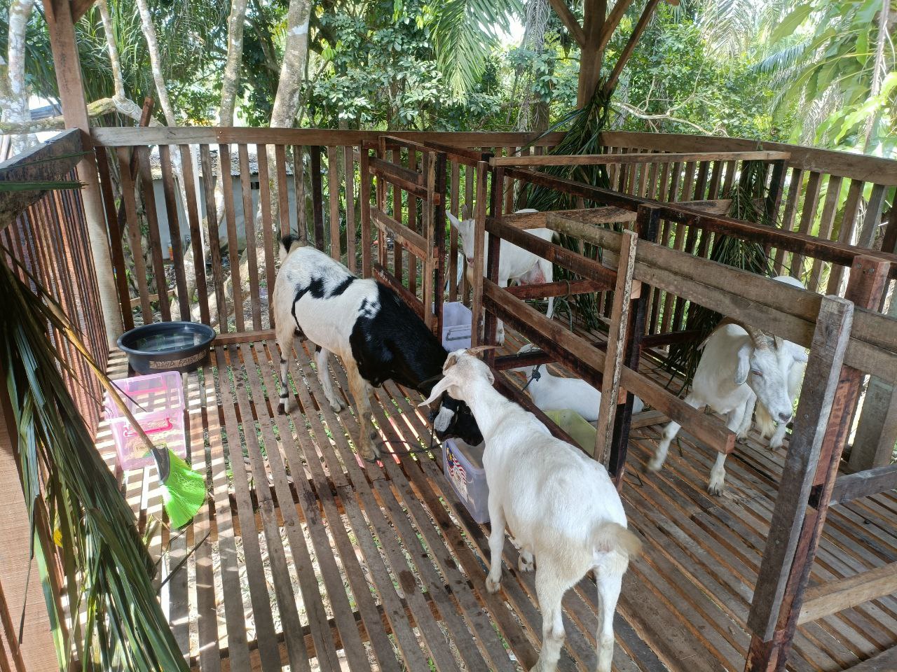 'Saya seronok bela kambing, hilang stres urusan dengan manusia'