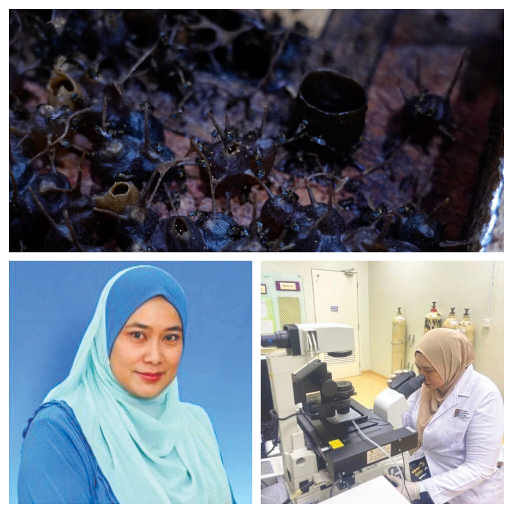 madu kelulut rawat ulser perut