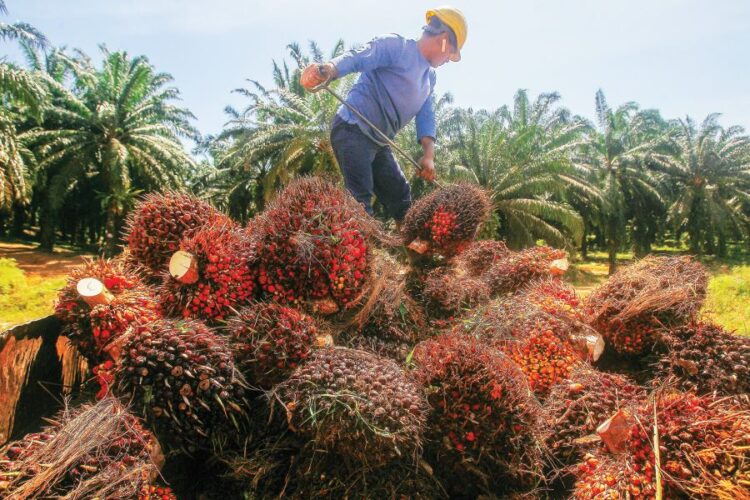 Stok minyak sawit cecah paras terendah empat bulan