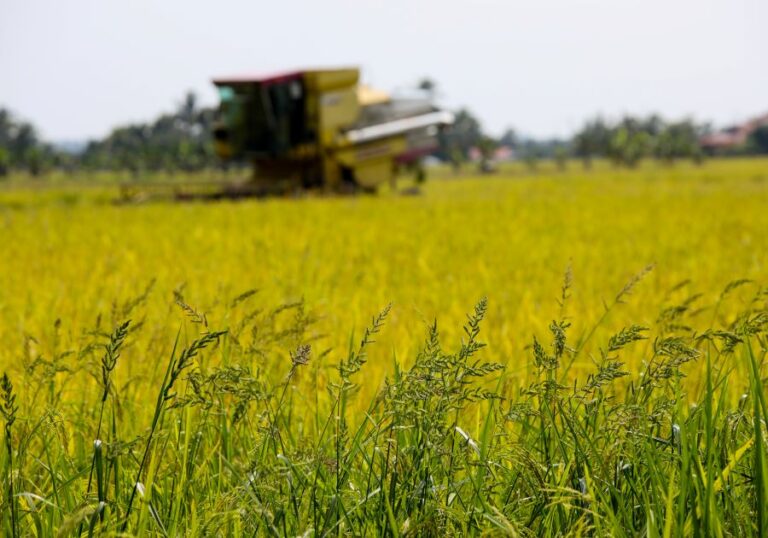 Belanjawan 2024: Harga lantai padi belian naik RM1,300