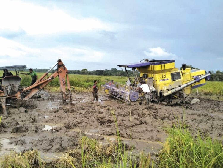 Tanah jerlus, petani dakwa rugi RM100,000 padi gagal dituai