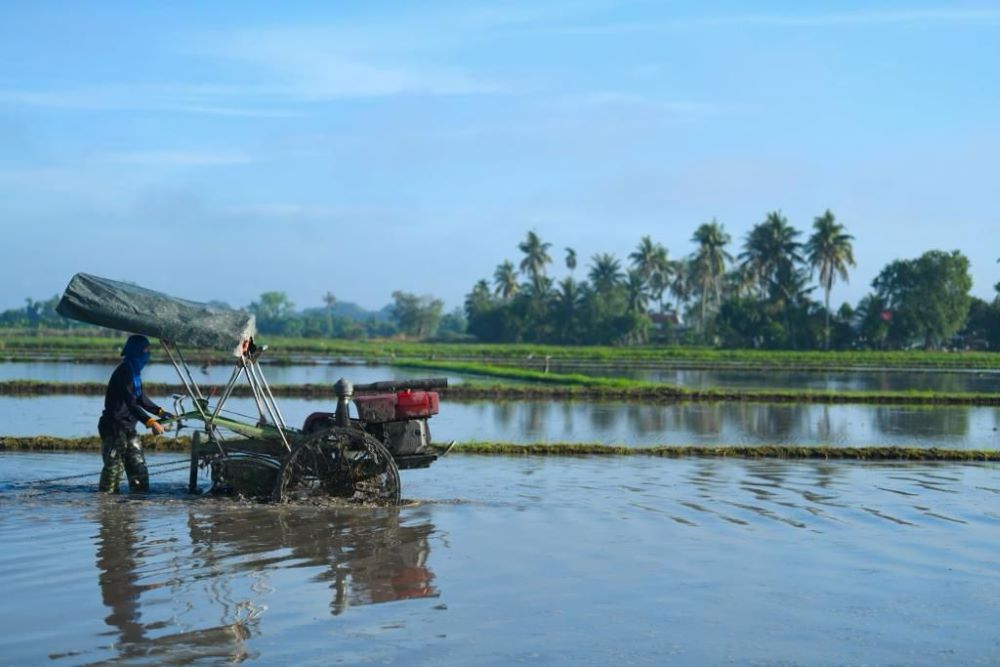 Pesawah Perlis bimbang risiko tidak tanam padi