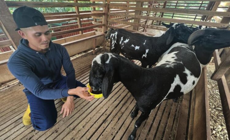 Dari lima ekor kambing, kini Zaidi jadi penternak muda berjaya - Utusan ...