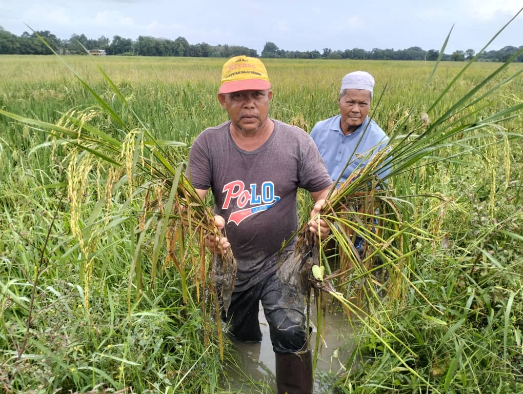 MTL: Pesawah rugi lebih RM100,000 padi tidak sempat dituai