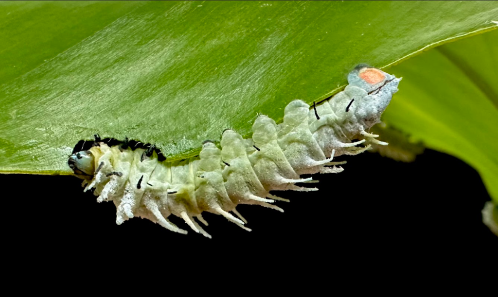 Tips jaga haiwan eksotik - Utusan Malaysia