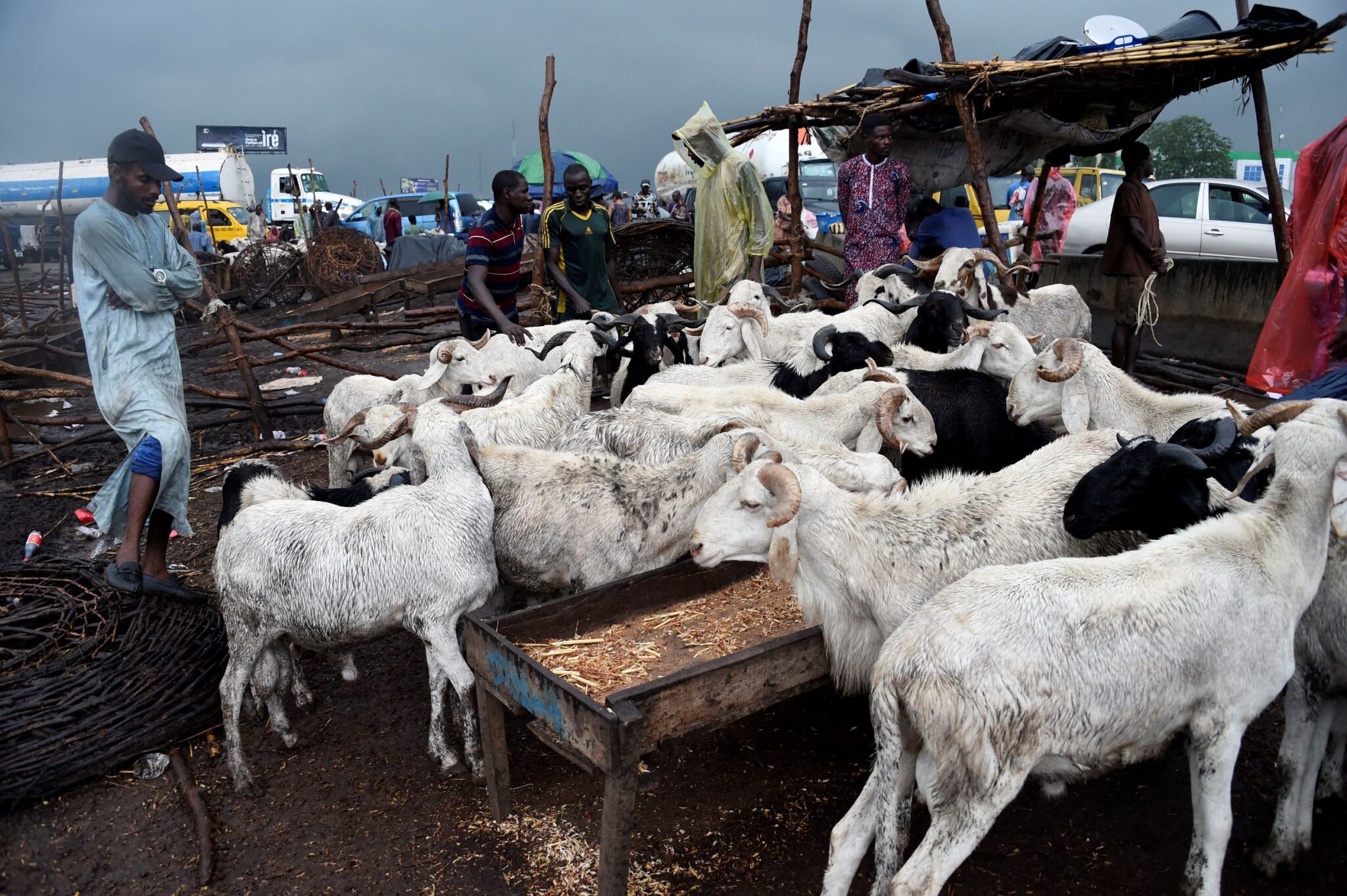 Lima negara Afrika timur, selatan dilanda wabak antraks
