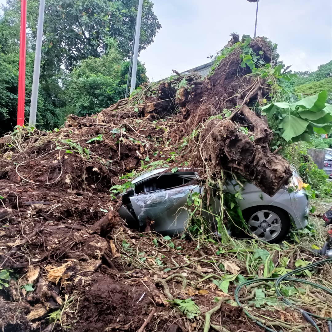 Pantau pokok mati, reput elak tragedi ragut nyawa - Altimet - Utusan ...