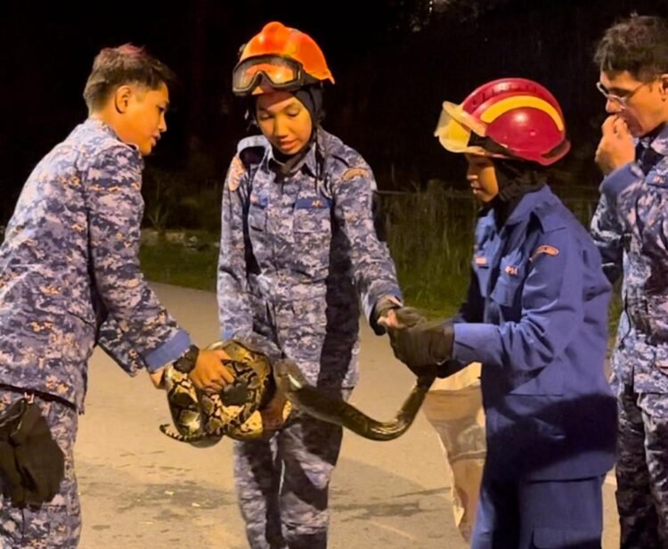 APM tangkap 9 ekor ular dalam tempoh 9 jam