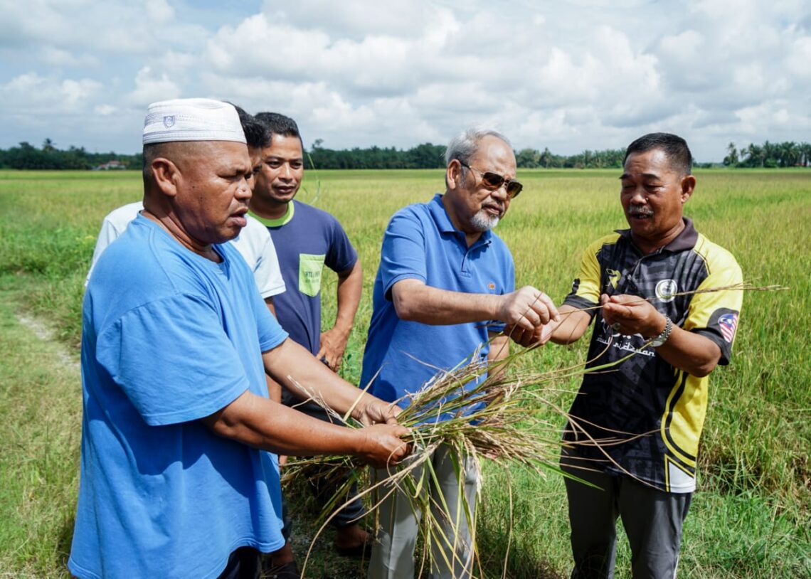 60 pesawah rugi, 300 ekar padi diserang penyakit BLB - Utusan Malaysia