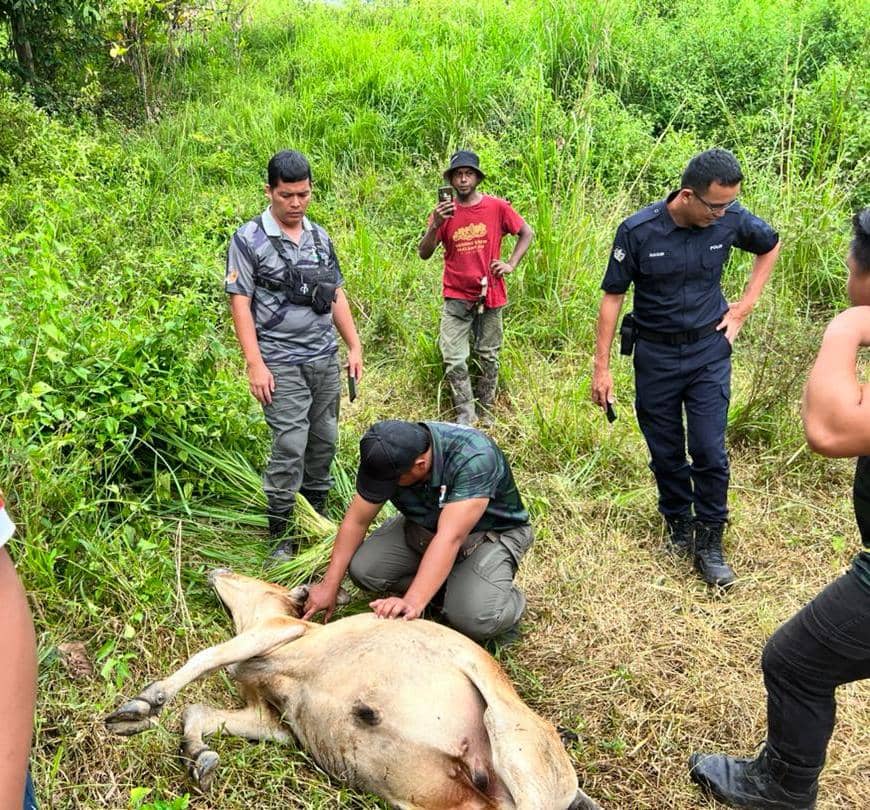 Penternak terkejut dua lembu mati dibaham harimau - Utusan Malaysia