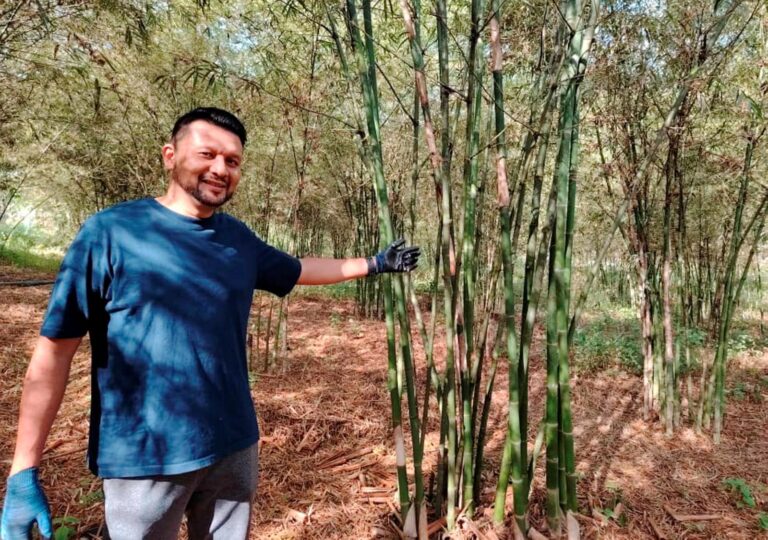 Buluh madu: Rebung dimasak, batang kraftangan - Utusan Malaysia