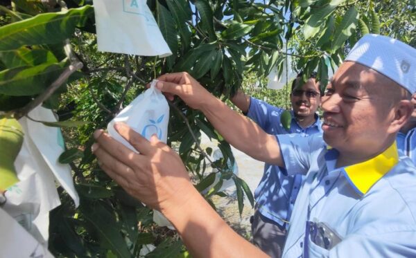Hasil harumanis Perlis dijangka cecah 2,000 tan